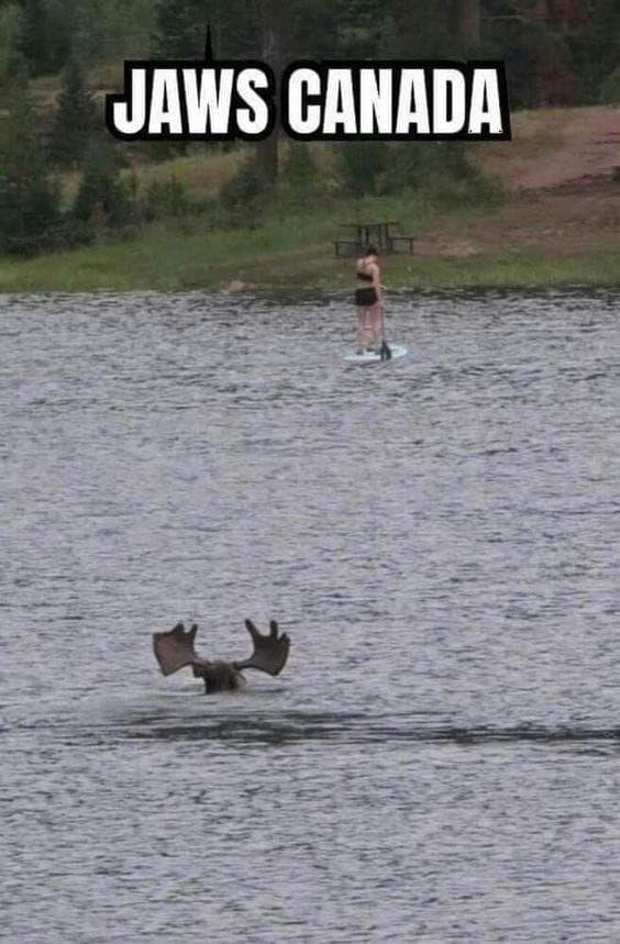 The 22 Funniest 'Jaws' Memes, Ranked