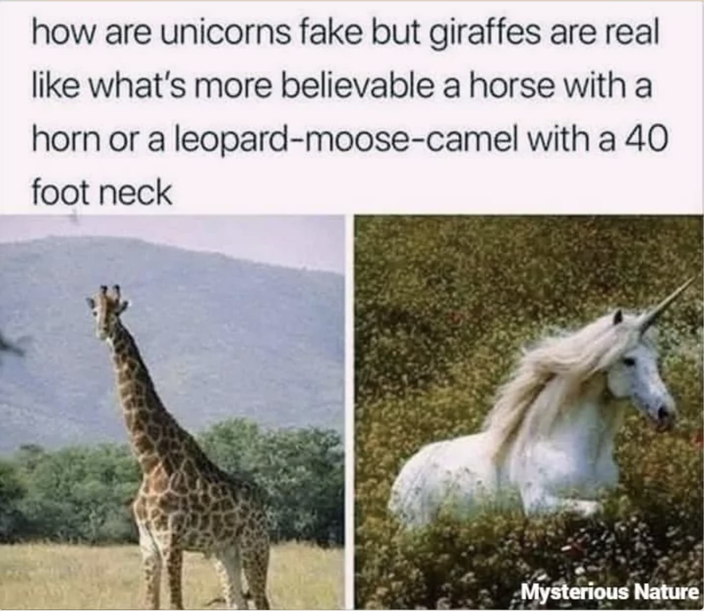 The 28 Funniest Giraffe Memes, Ranked