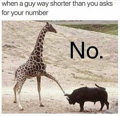 The 28 Funniest Giraffe Memes, Ranked