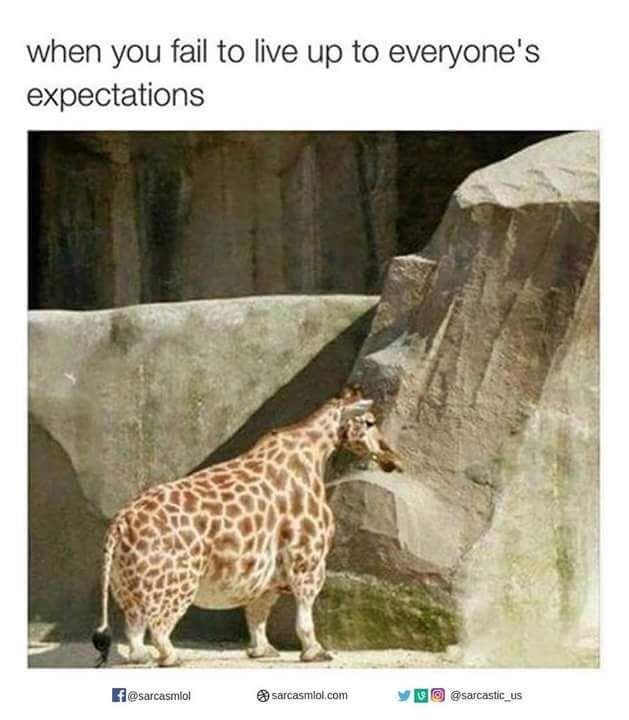 The 28 Funniest Giraffe Memes, Ranked