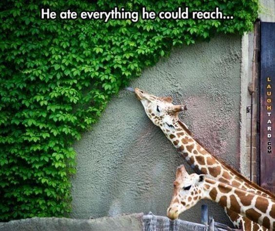 The 28 Funniest Giraffe Memes, Ranked