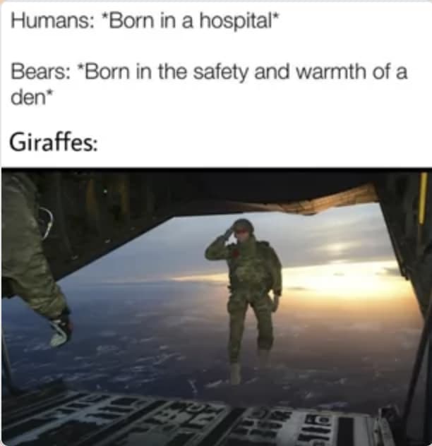 The 28 Funniest Giraffe Memes, Ranked