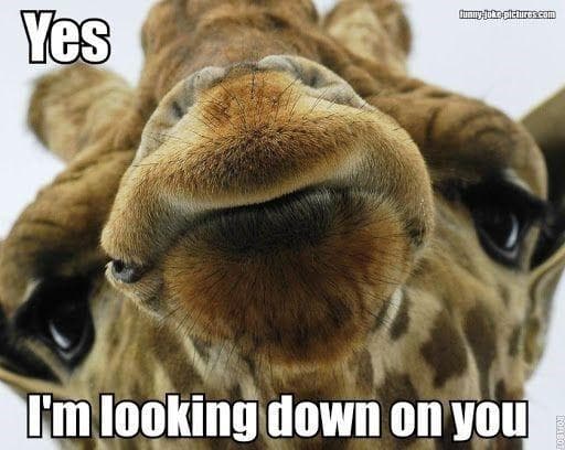 The 28 Funniest Giraffe Memes, Ranked
