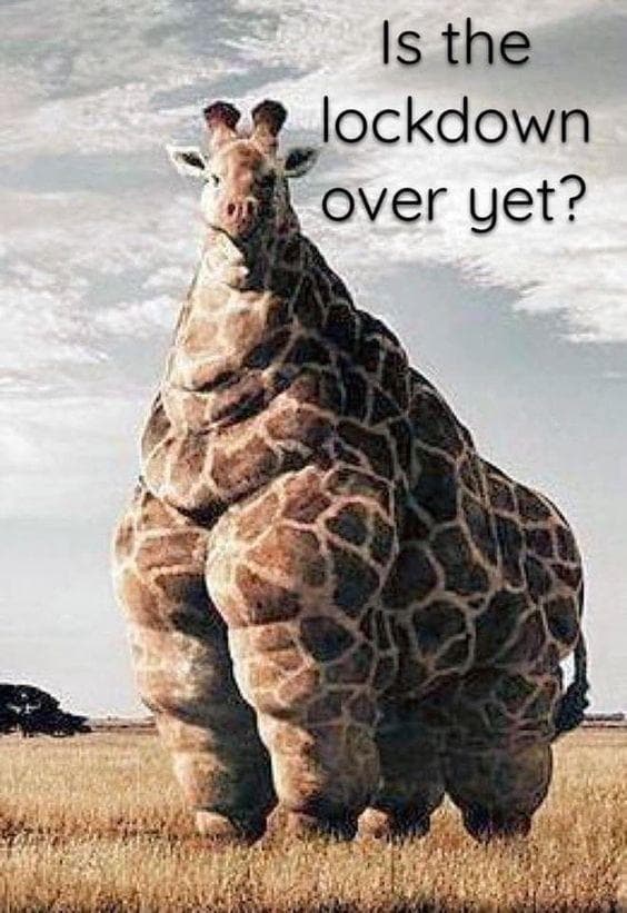 The 28 Funniest Giraffe Memes, Ranked