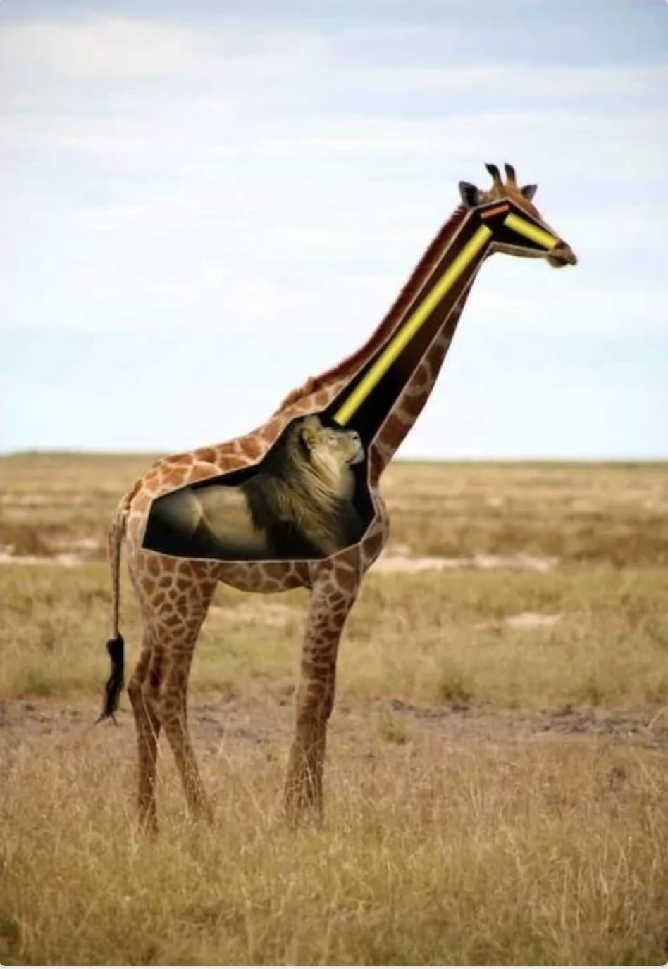 The 28 Funniest Giraffe Memes, Ranked