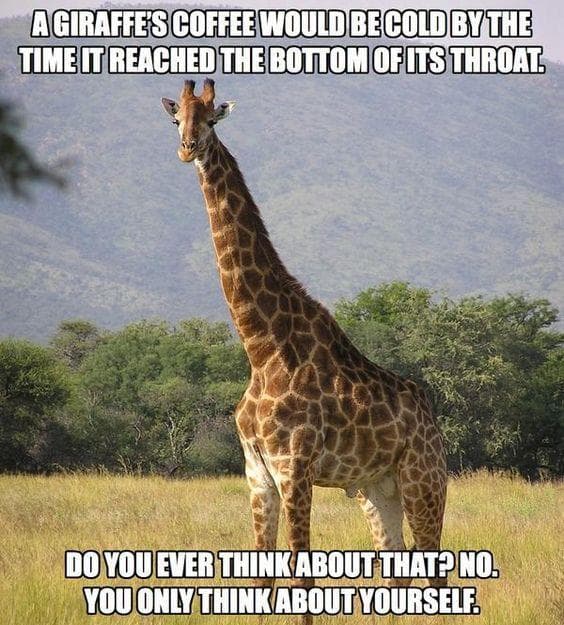 The 28 Funniest Giraffe Memes, Ranked