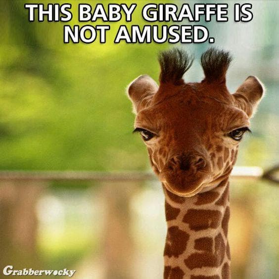 The 28 Funniest Giraffe Memes, Ranked