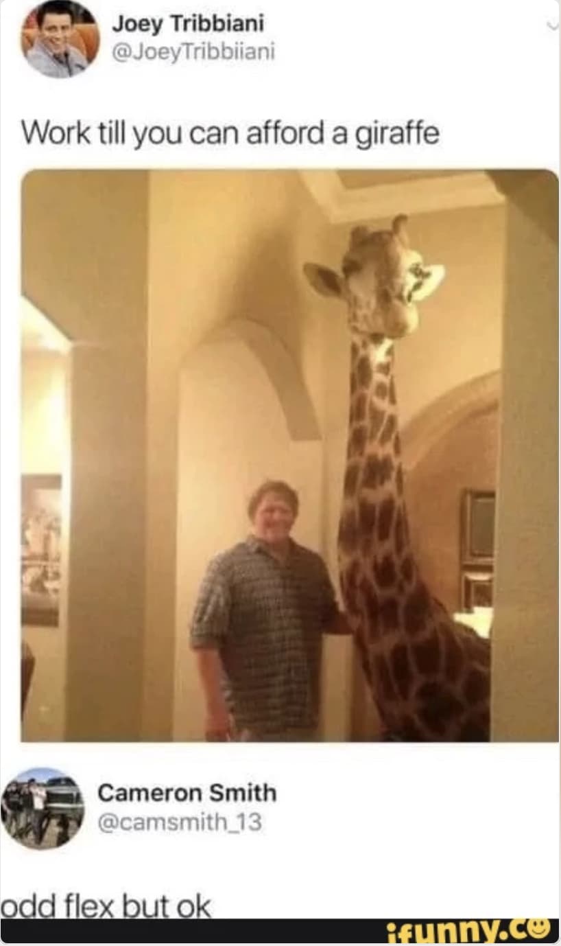 The 28 Funniest Giraffe Memes, Ranked