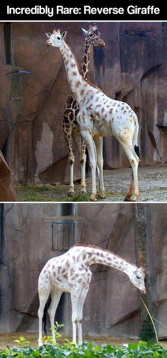 The 28 Funniest Giraffe Memes, Ranked