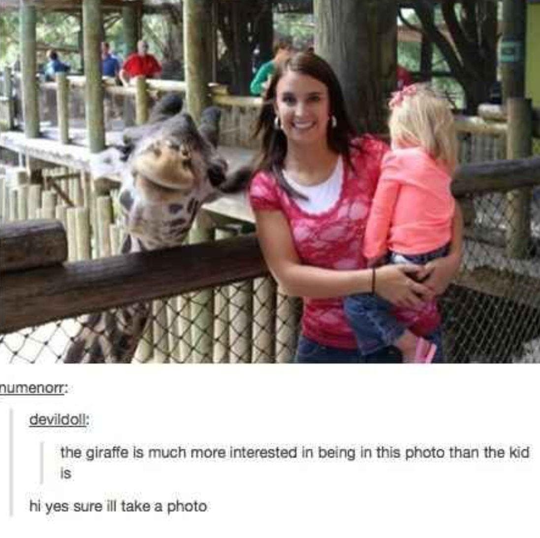 The 28 Funniest Giraffe Memes, Ranked