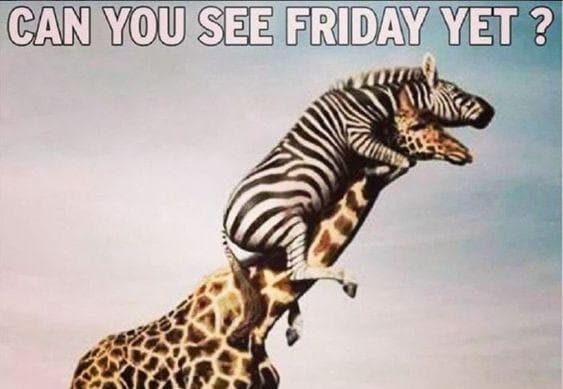 The 28 Funniest Giraffe Memes, Ranked