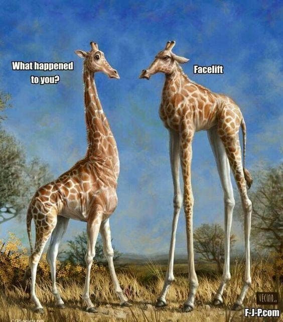 The 28 Funniest Giraffe Memes, Ranked