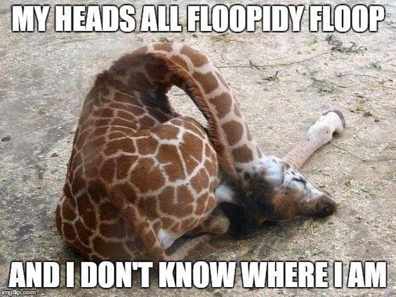 The 28 Funniest Giraffe Memes, Ranked