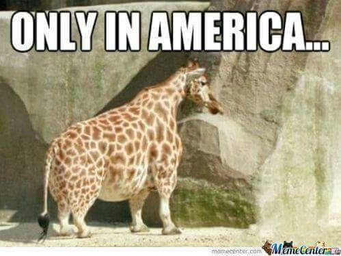 The 28 Funniest Giraffe Memes, Ranked