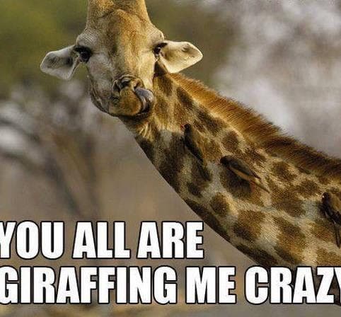 The 28 Funniest Giraffe Memes, Ranked