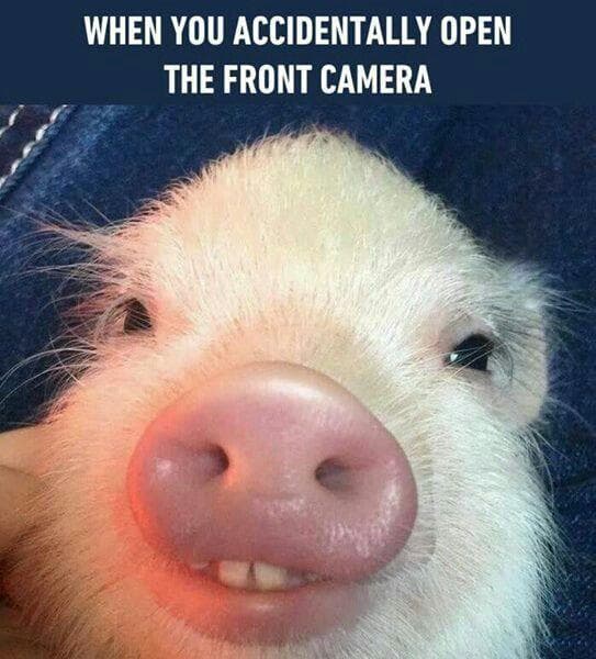 The 27 Funniest Pig Memes, Ranked