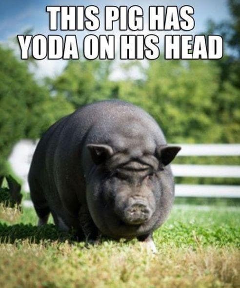 The 27 Funniest Pig Memes, Ranked
