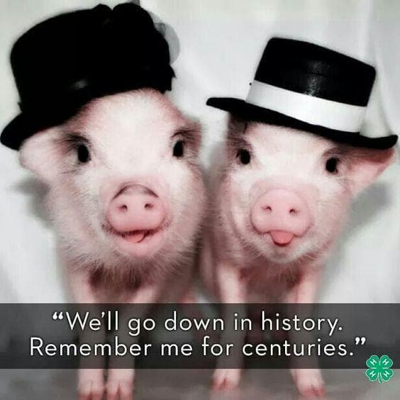 The 27 Funniest Pig Memes, Ranked