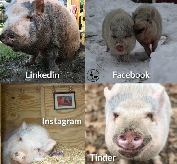 The 27 Funniest Pig Memes, Ranked