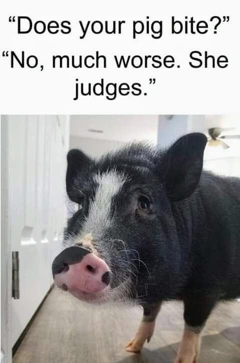 The 27 Funniest Pig Memes, Ranked