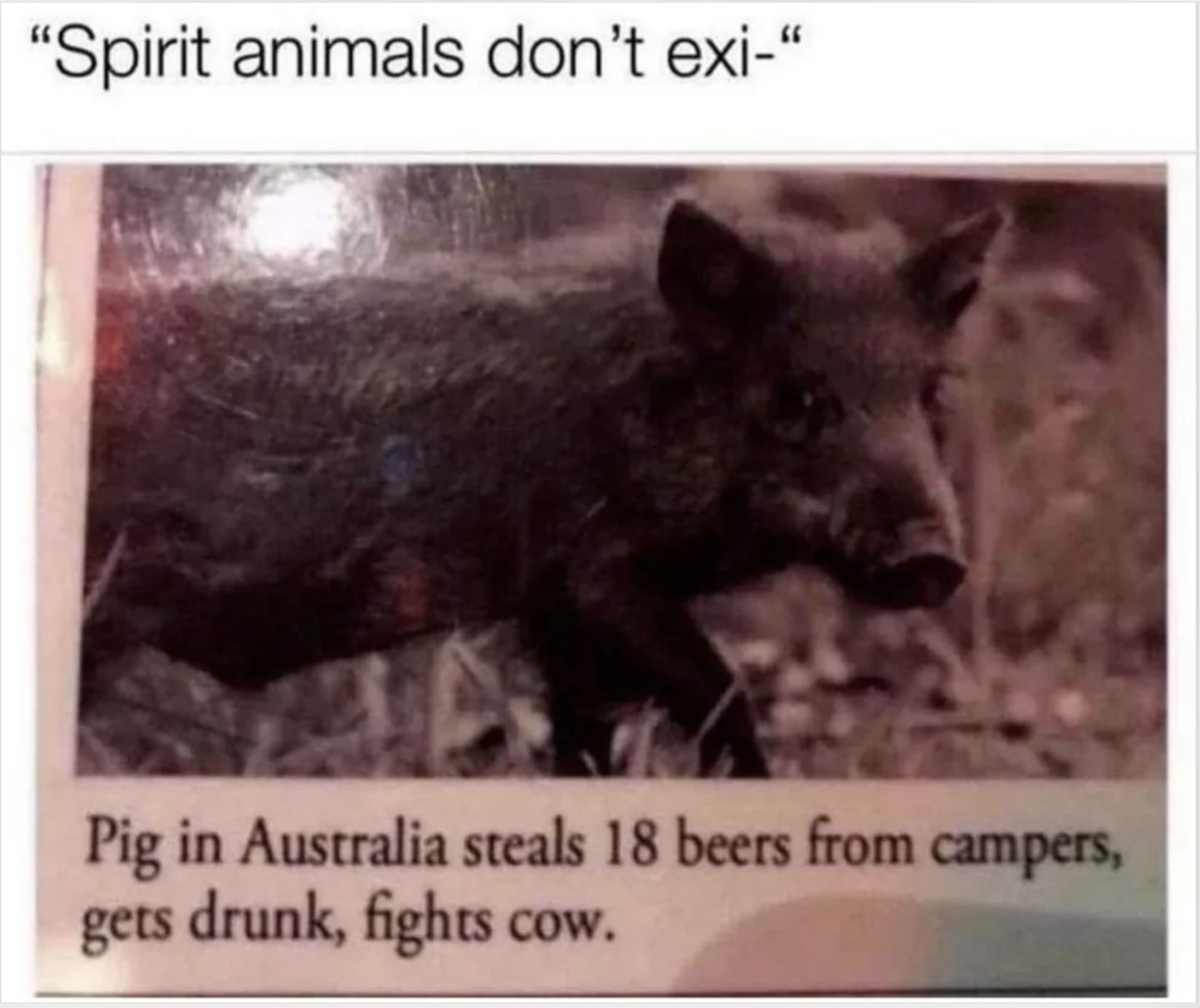 The 27 Funniest Pig Memes, Ranked
