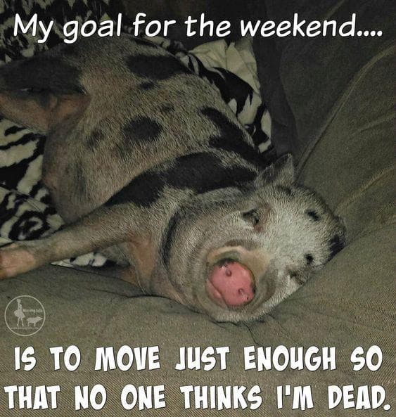 The 27 Funniest Pig Memes, Ranked