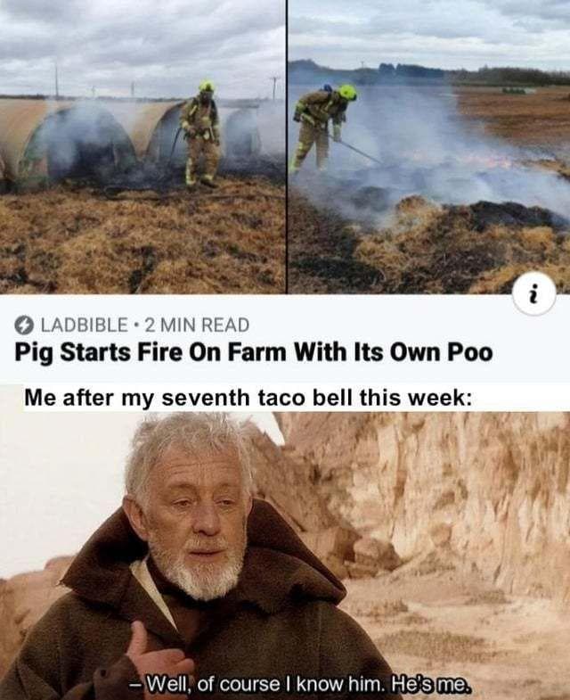 The 27 Funniest Pig Memes, Ranked
