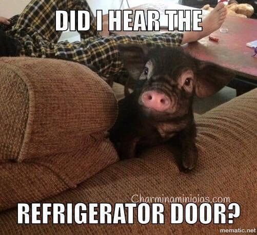 The 27 Funniest Pig Memes, Ranked