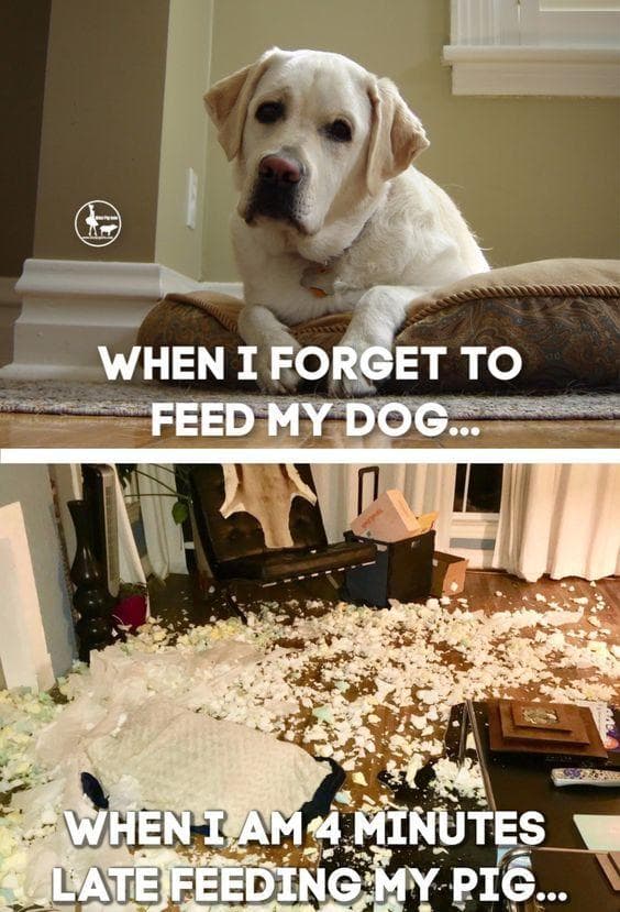 The 27 Funniest Pig Memes, Ranked