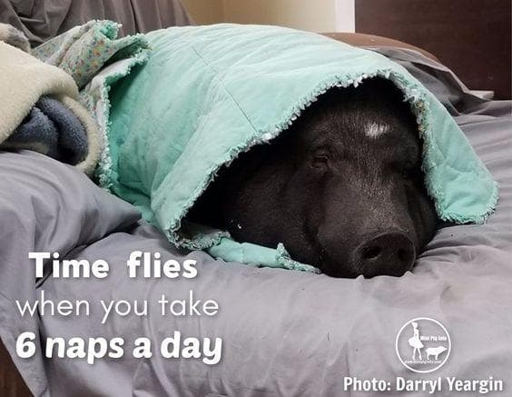 The 27 Funniest Pig Memes, Ranked