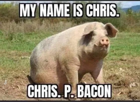 The 27 Funniest Pig Memes, Ranked