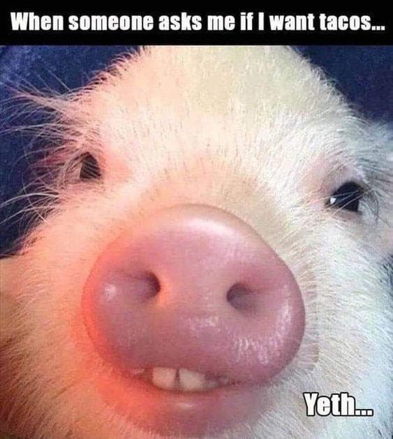 The 27 Funniest Pig Memes, Ranked