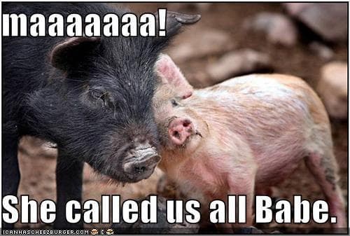 The 27 Funniest Pig Memes, Ranked