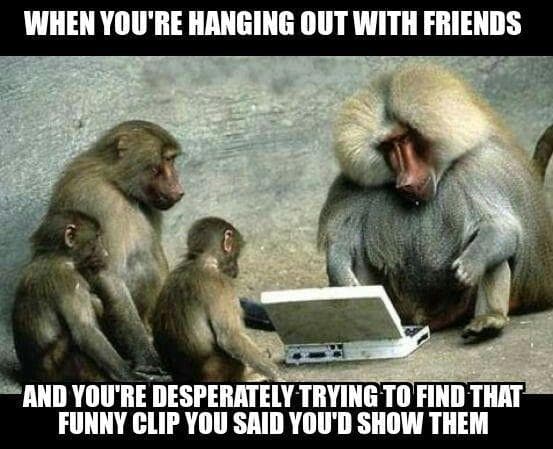 The 29 Funniest Monkey Memes, Ranked