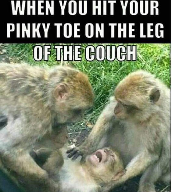 The 29 Funniest Monkey Memes, Ranked