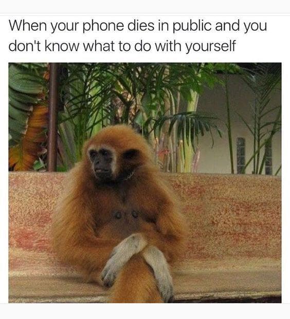 The 29 Funniest Monkey Memes, Ranked