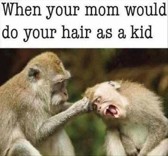 The 29 Funniest Monkey Memes, Ranked