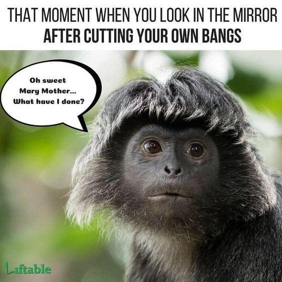 The 29 Funniest Monkey Memes, Ranked