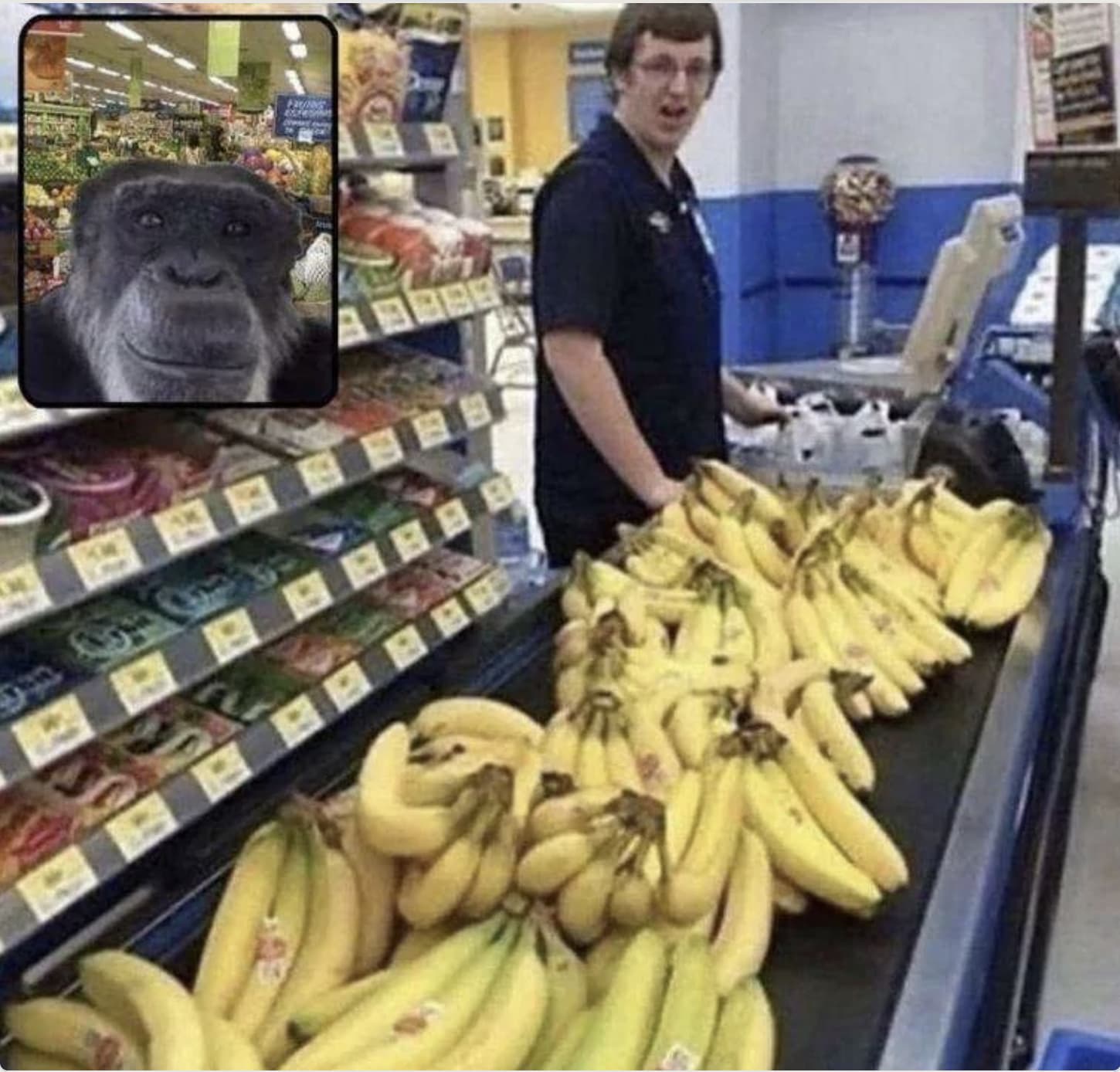 The 29 Funniest Monkey Memes, Ranked