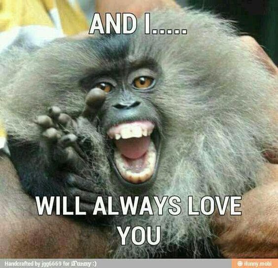 The 29 Funniest Monkey Memes, Ranked