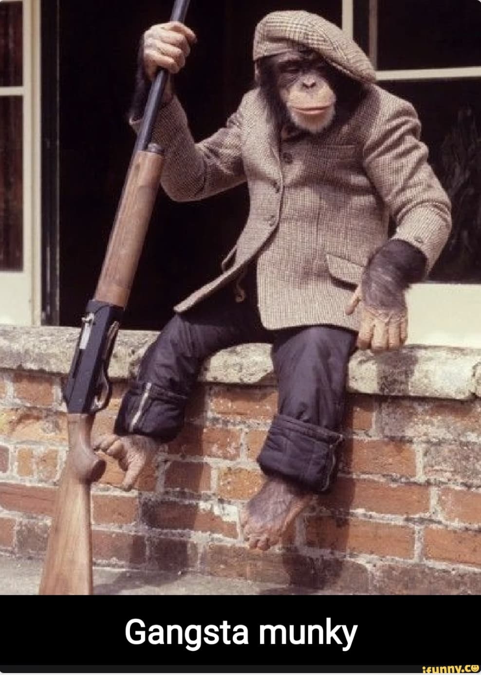 The 29 Funniest Monkey Memes, Ranked