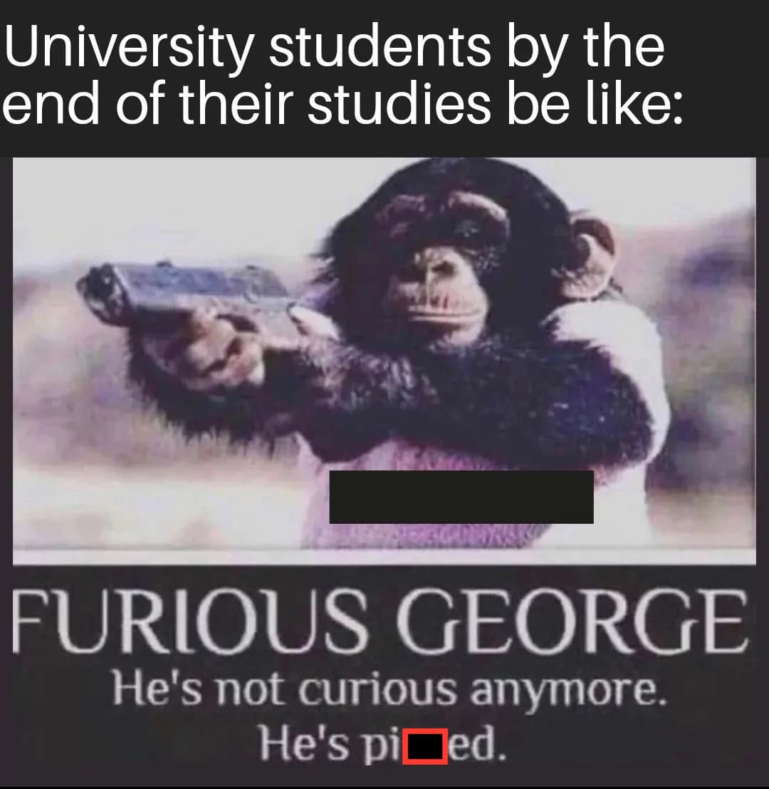 The 29 Funniest Monkey Memes, Ranked