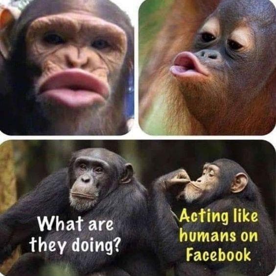 The 29 Funniest Monkey Memes, Ranked