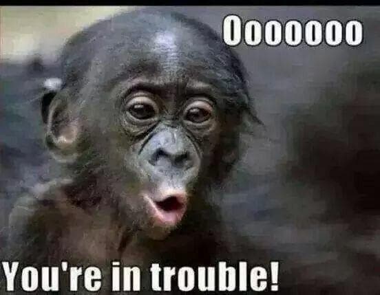 The 29 Funniest Monkey Memes, Ranked