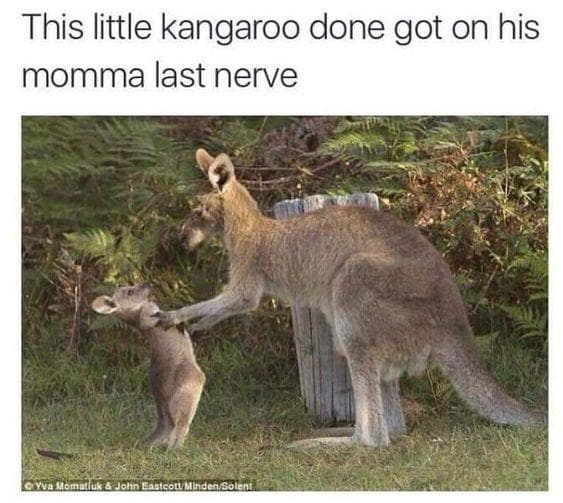 The 23 Funniest Kangaroo Memes, Ranked