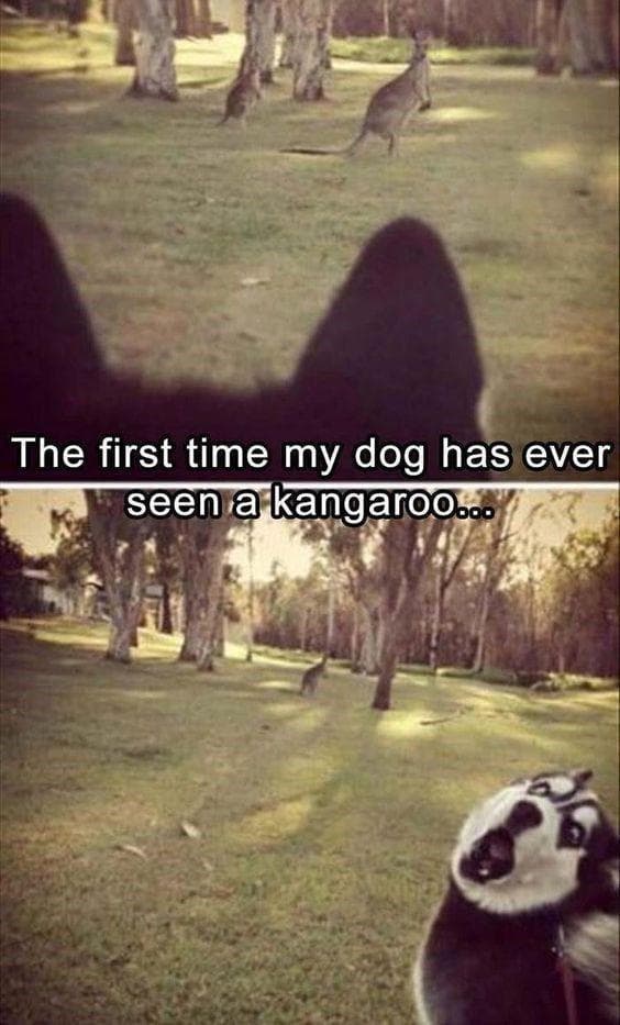 The 23 Funniest Kangaroo Memes, Ranked