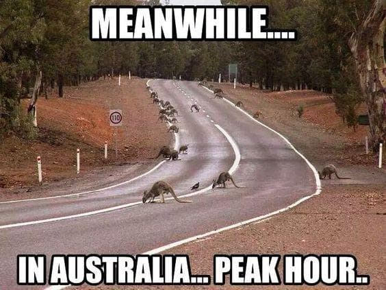 The 23 Funniest Kangaroo Memes, Ranked