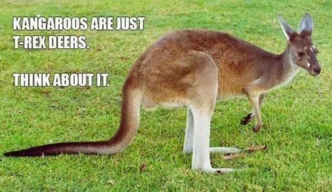 The 23 Funniest Kangaroo Memes, Ranked