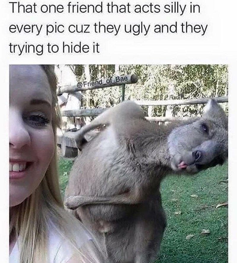The 23 Funniest Kangaroo Memes, Ranked