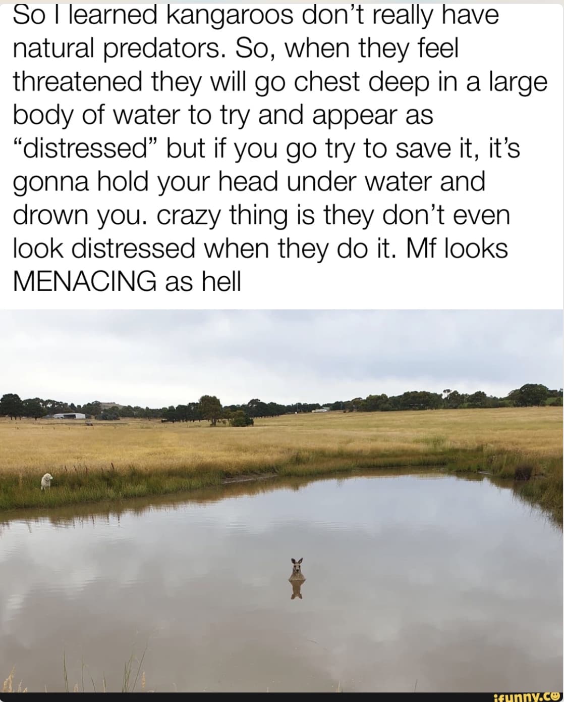 The 23 Funniest Kangaroo Memes, Ranked